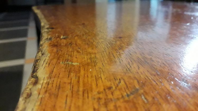 4 Fakta damar, pohon istimewa asli Indonesia