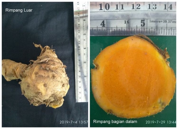 Kenali tanaman temulawak, begini bentuk bunga, daun, dan rimpangnya