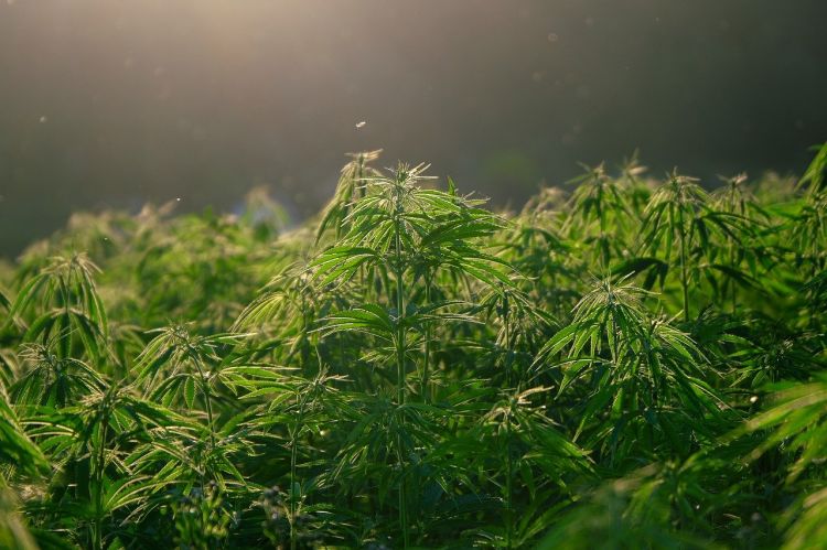 Serba-serbi tanaman ganja, eksistensi dan manfaatnya Serba-serbi tanaman ganja, eksistensi dan manfaatnya