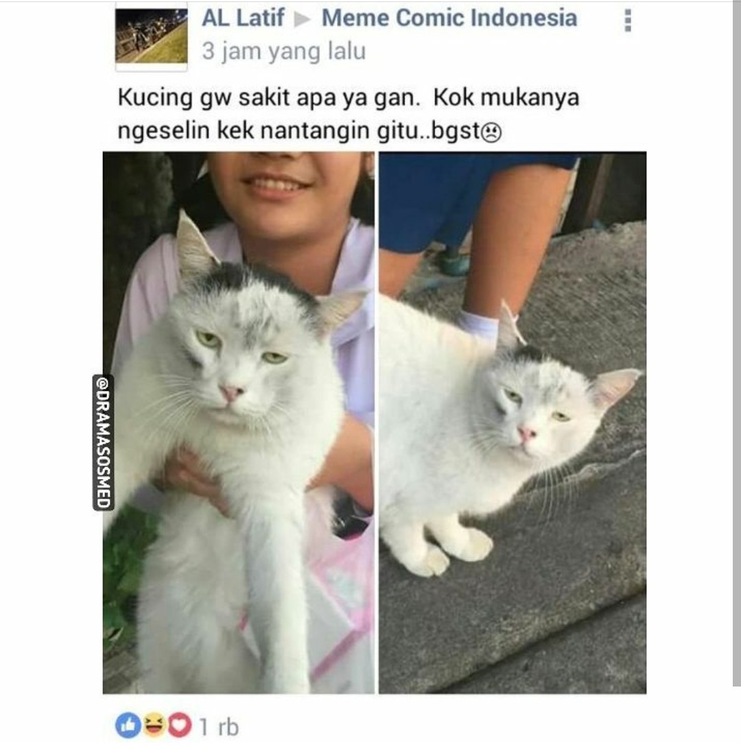 5 Meme drama kucing di media sosial ini dijamin absurd abis