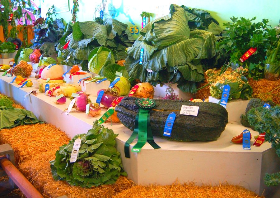 Ladang Ini Hasilkan Sayur Dan Buah Raksasa Ini Lho Rahasianya