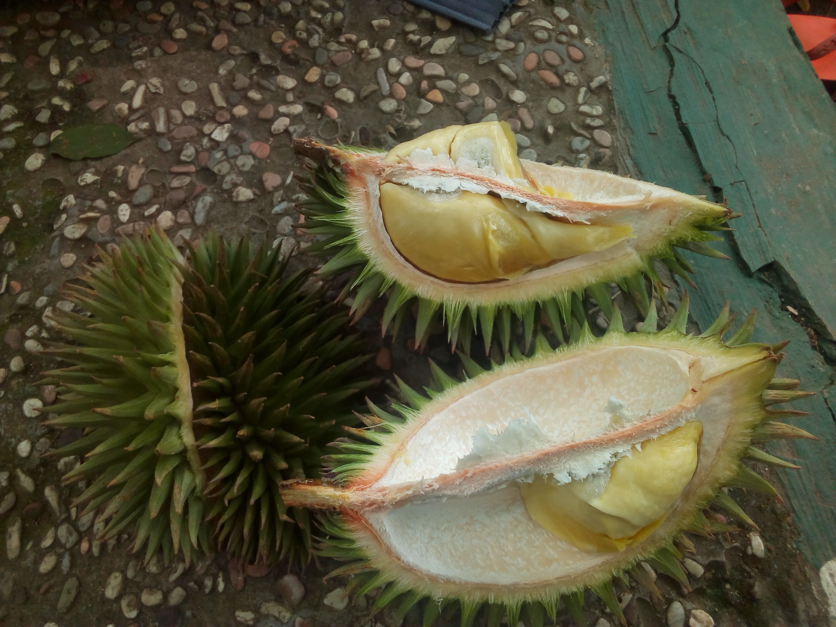 5 Keistimewaan marawin, buah langka dari hutan Kalimantan Selatan