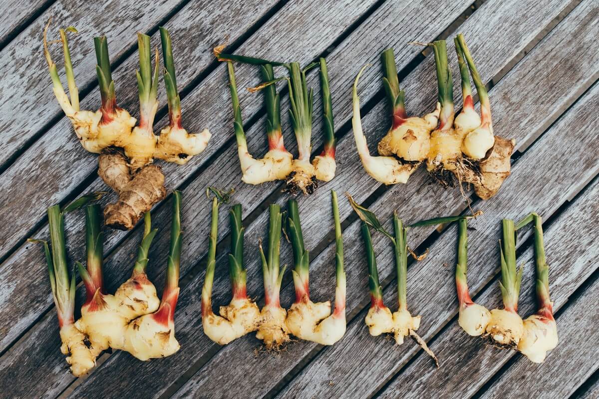 5 Tanaman rempah dan bumbu ini bisa ditumbuhkan ulang, mudah dan hemat