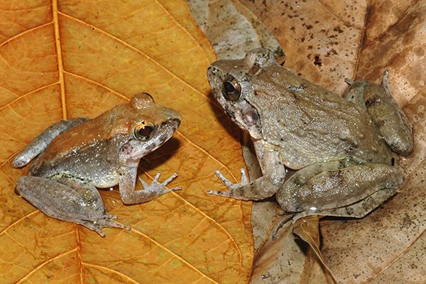 Ini spesies katak baru dari Tanah Air yang nge-hits di 2015, kere