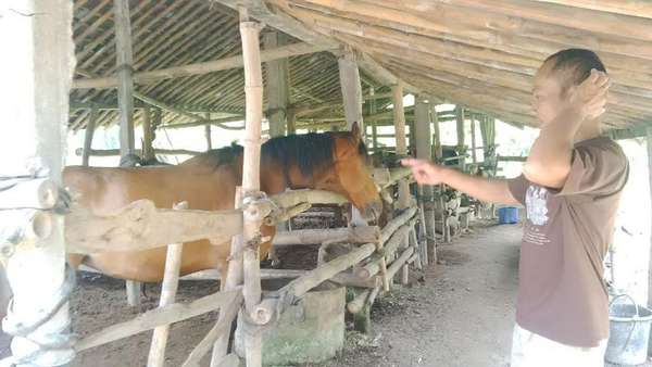 Wah, ternyata memelihara kuda butuh perawatan eksklusif