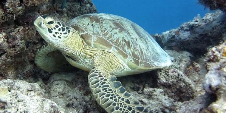 Maratua Island, a paradise in the eastern part of Kalimantan