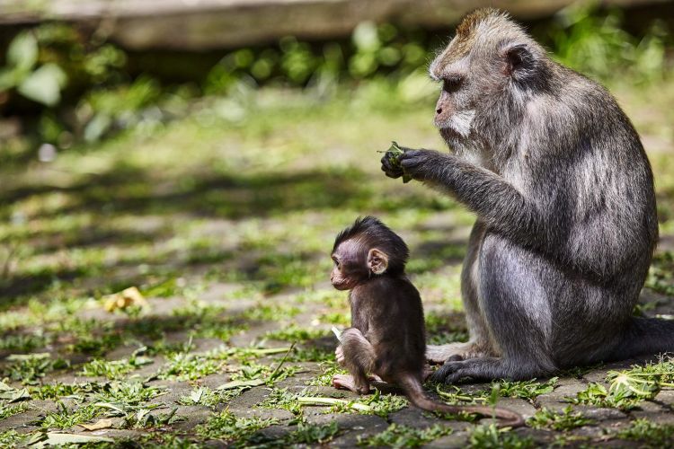 Ini 'surga' Indonesia, 52 Places to Go in 2016 versi New York Times