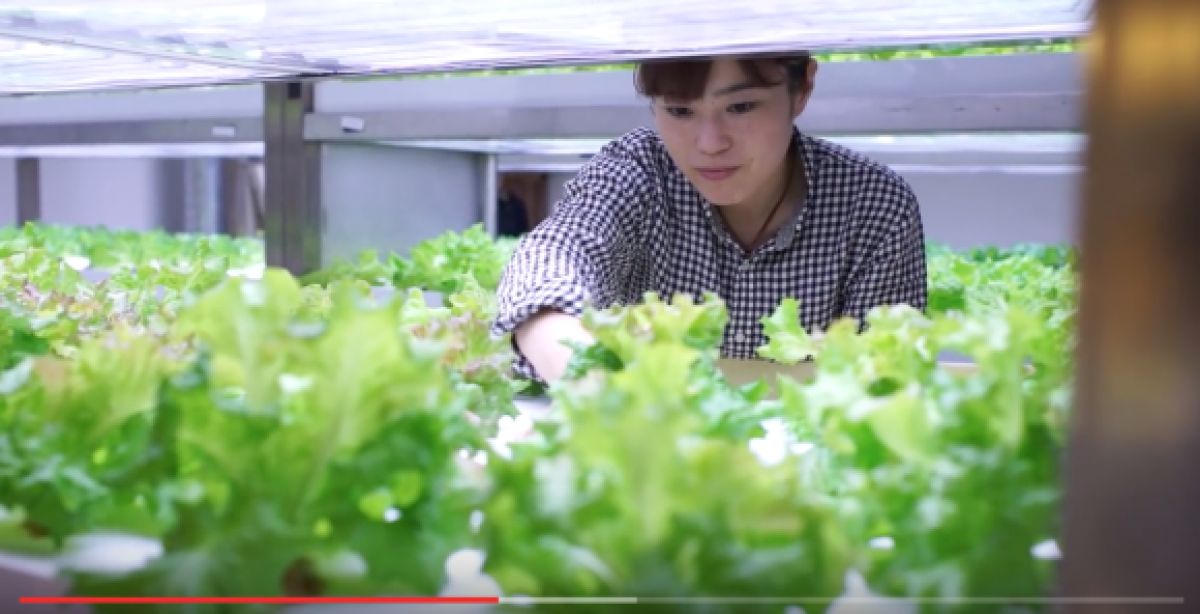 A company in Tokyo has indoor rice paddies