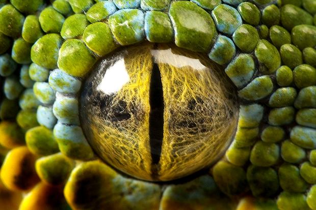 Foto menakjubkannya mata 20 hewan, bisakah kamu tebak binatang ap