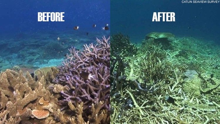 Australias Great Barrier Reef in danger