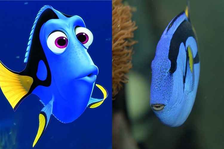 Finding Dory movie is threatening the blue tang population