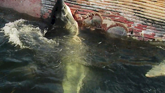 12 Foto ini bukti hiu predator terkuat dan menyeramkan di laut!