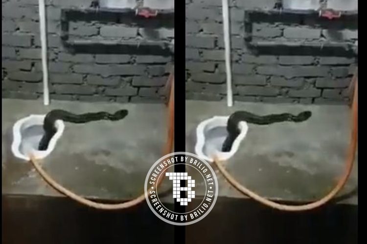 Waspada sebelum BAB, ada ular piton muncul dari lubang jamban!