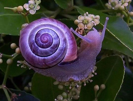 15 Siput Warna Warni Ini Bikin Takjub Keren Abis