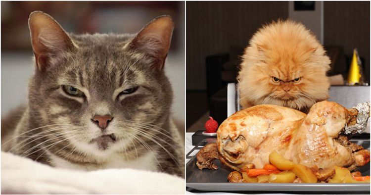 20 Hilarious Pictures of Angry Cats