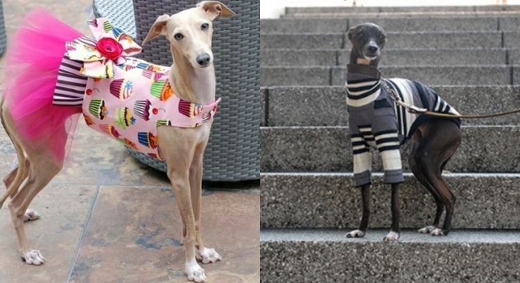 Anjing Jadi Model | Brilio.net