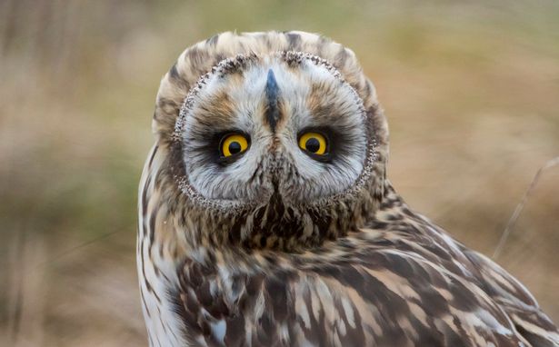 10 Foto ilusi optik keren ini siap bikin kamu kucek-kucek mata