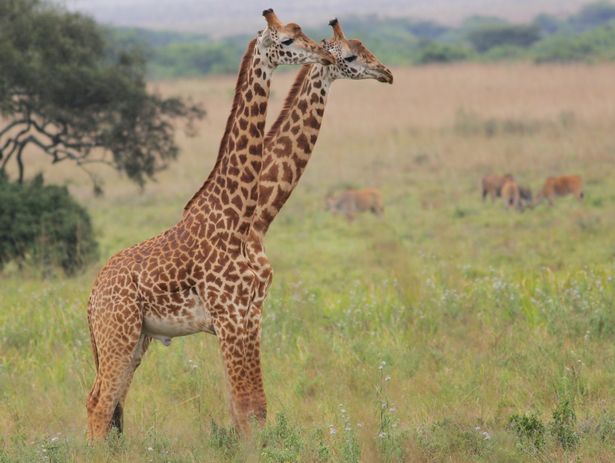 10 Foto ilusi optik keren ini siap bikin kamu kucek-kucek mata