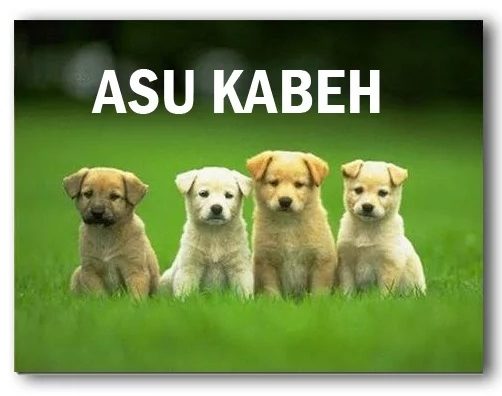 Anjing peliharaan ternyata 'haram' dikasih makan cokelat, ini sebabnya
