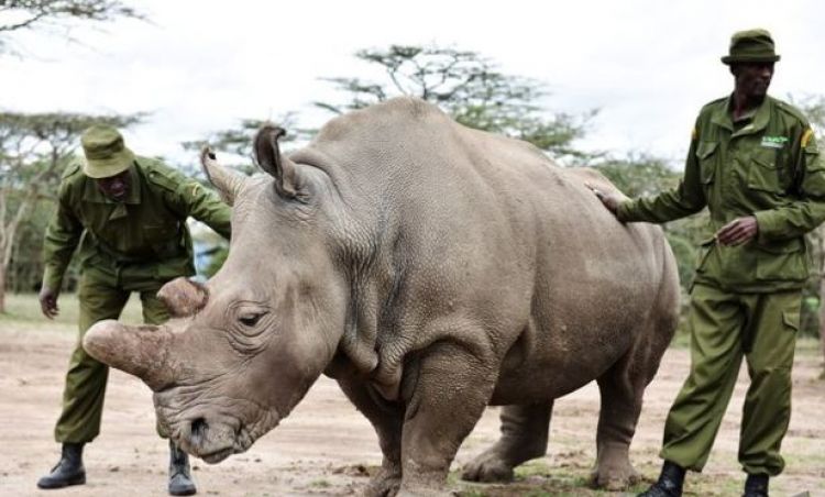 Tuai kontroversi, negara ini gelar lelang online cula badak