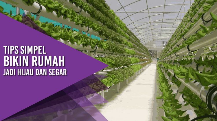 Tips simpel bikin rumah jadi hijau dan segar