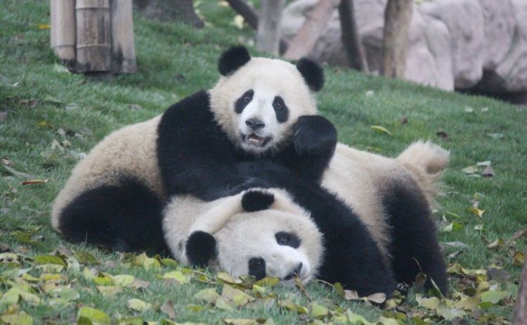 Alasan kebun binatang kasih tontonan video porno ini tak disangka