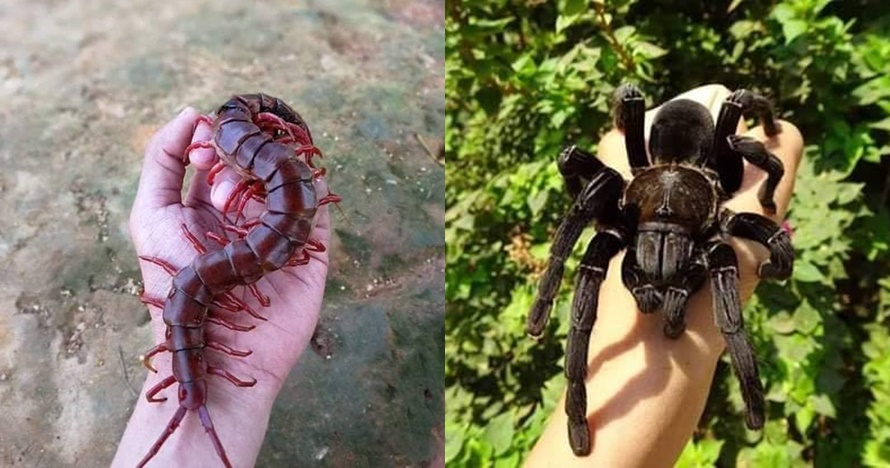 10 Hewan ditaruh tangan ini dijamin auto bikin merinding