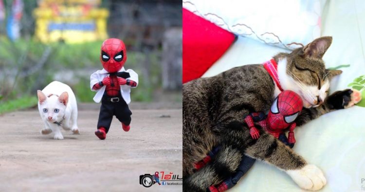 10 Potret jika Spider-Man sahabatan sama kucing ini kocak pol