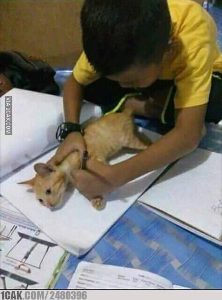 10 Potret lucu kerjasama kucing dan manusia ini bikin ngakak