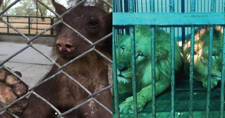 10 Potret hewan sirkus sebelum dan sesudah dilepas ke habitat asli