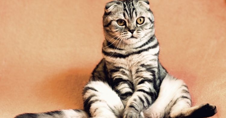 Terkuak motif pria yang makan kucing hidup-hidup Terkuak motif pria yang makan kucing hidup-hidup