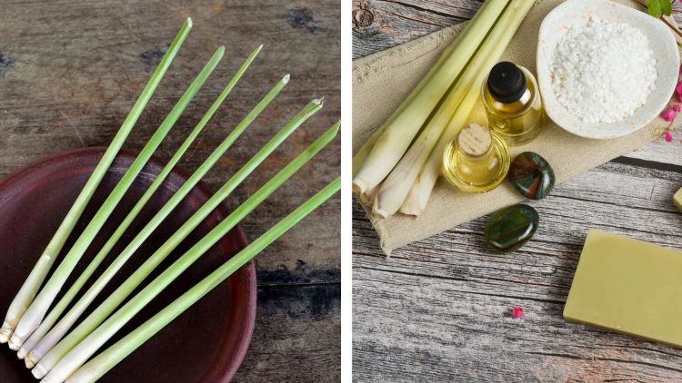 16 Manfaat serai untuk kecantikan & kesehatan, menurunkan berat badan