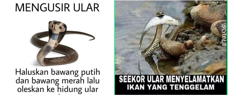 8 Meme lucu tentang ular ini bikin tepuk jidat