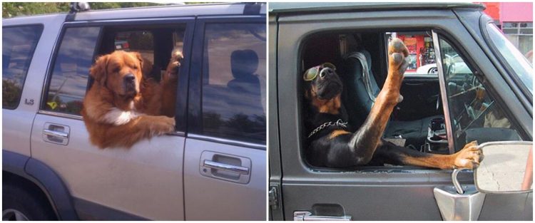 10 Potret anjing saat naik mobil ini tingkahnya kocak banget