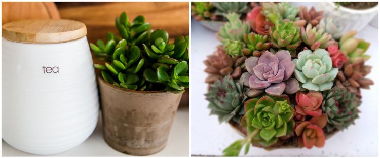 6 Jenis sukulen yang mudah dirawat pemula, indah dan antirepot