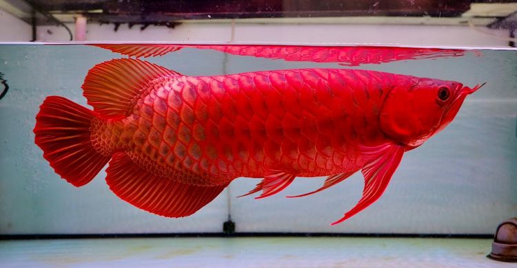 5 Fakta kontes & pameran arwana, ikan naga pembawa hoki asli Indonesia