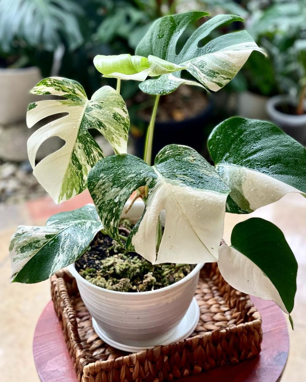 7 Jenis tanaman hias gantung variegata, cantik dan unik