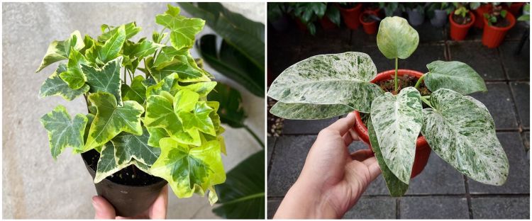 7 Jenis tanaman hias gantung variegata, cantik dan unik