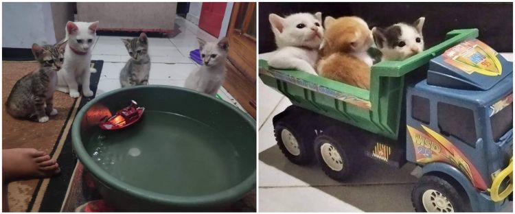 11 Potret lucu kucing asyik bermain ini bikin nyengir tipis