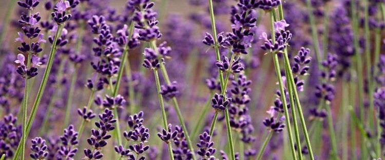 8 Manfaat bunga lavender untuk kecantikan, mengatasi bibir pecah-