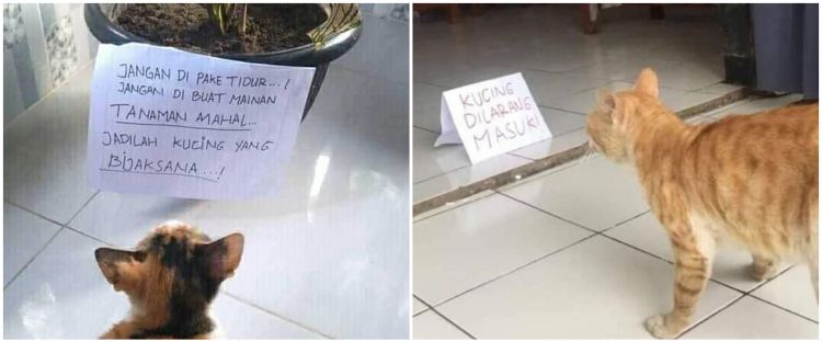 15 Peringatan absurd untuk kucing, kasihan tapi bikin ngakak