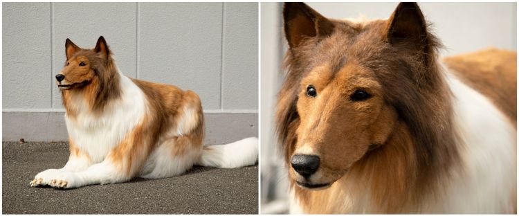 Pria ini habiskan lebih dari Rp 200 juta untuk jadi anjing