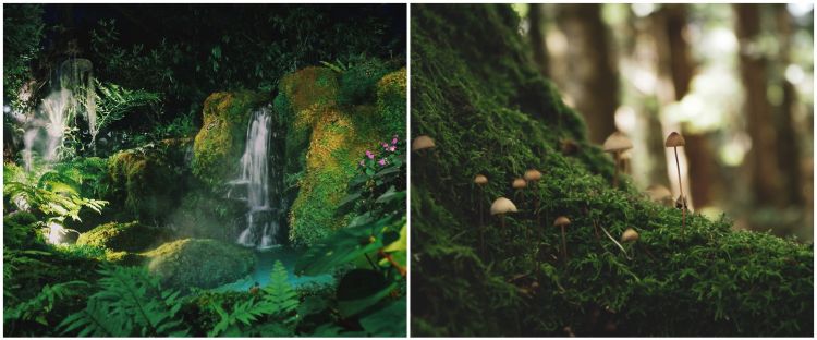 Ekosistem adalah sebuah sistem ekologi, pahami komponen dan jenisnya