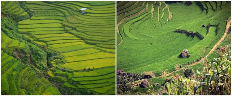 Terasering adalah teknik bercocok tanam, pahami jenis dan fungsinya