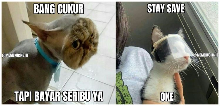 13 Meme tingkah lucu kucing ini bikin gemes dan pengin ketawa