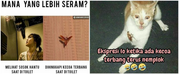 15 Meme kocak saat ketemu kecoak ini bikin nyali auto menciut