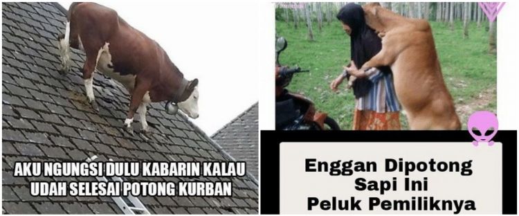 17 Meme kocak perilaku hewan kurban ini bikin kasihan sekaligus ngakak