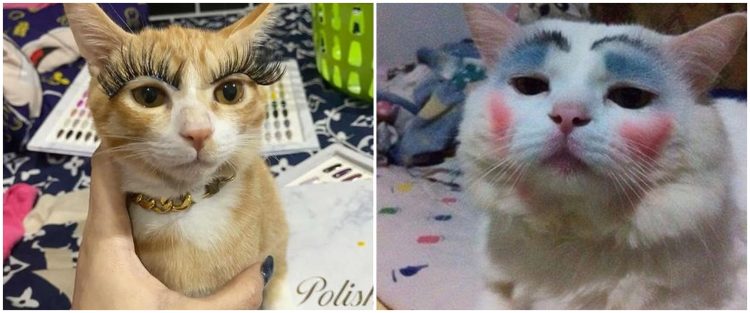 13 Momen menggemaskan kucing pakai makeup, bikin geleng-geleng kepala