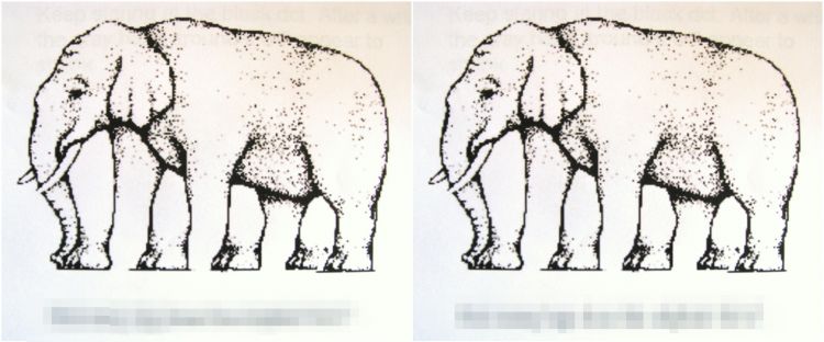Tes ilusi optik ini ungkap apakah kamu dominan otak kiri atau kanan Tes ilusi optik ini ungkap apakah kamu dominan otak kiri atau kanan