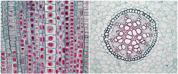 Pengertian jaringan pada tumbuhan, kenali jenis beserta fungsinya
